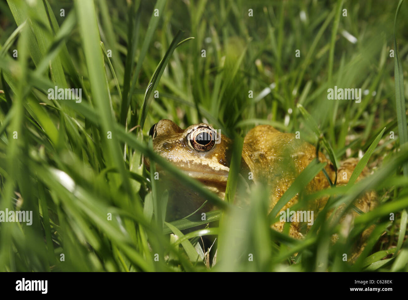 common frog sat in grass Rana temporaria Stock Photo - Alamy