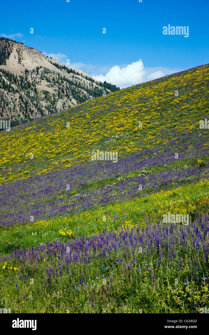 Aspen Sunflowers, Blue Phlox and Lupine wildflowers grow along Brush ...