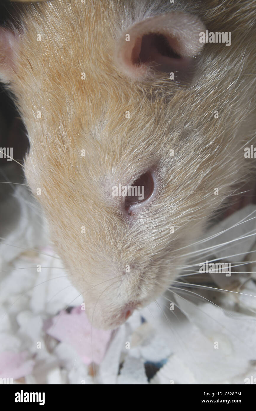 image of pet rat portrait Rattus norvegicus Stock Photo - Alamy