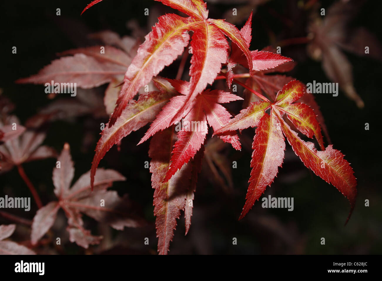 Red acer bush hi-res stock photography and images - Alamy