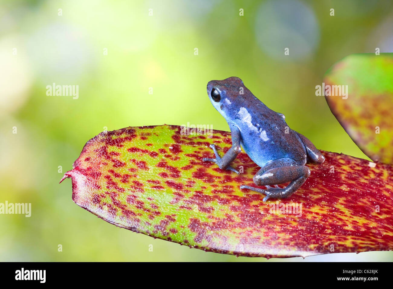 blue poison dart frog in rain forest Costa Rica or Panama Stock Photo ...
