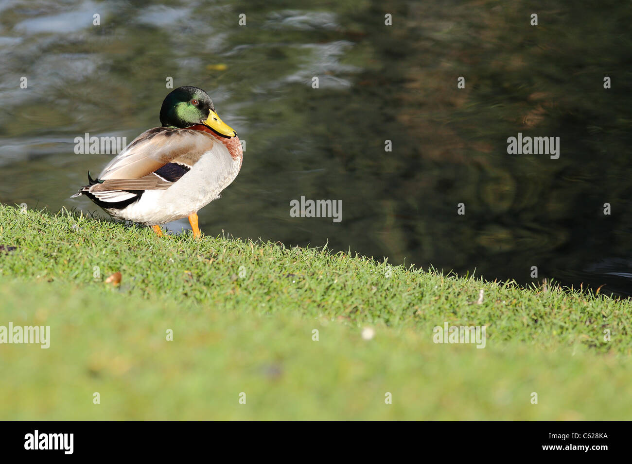 A duck resting by the side of a river Stock Photo - Alamy