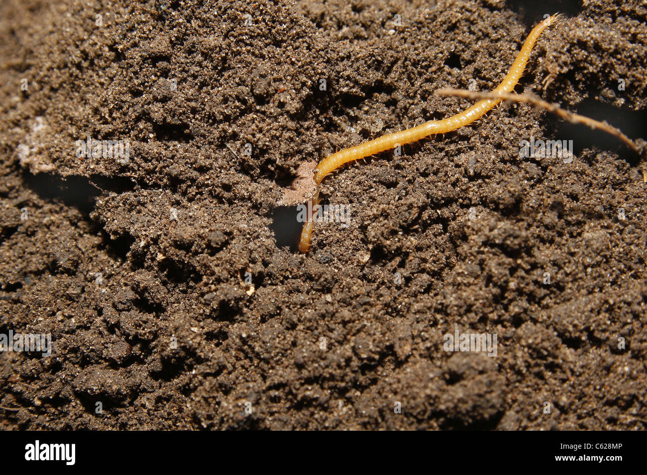 Garden centipede hi-res stock photography and images - Alamy