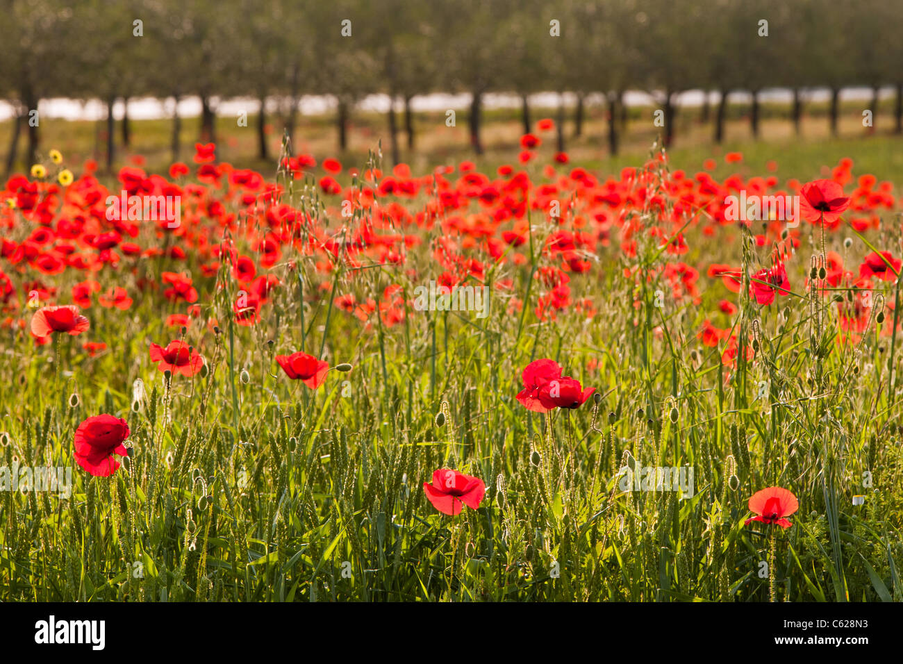 Poppy fields near Bale, Istria, Croatia Stock Photo - Alamy
