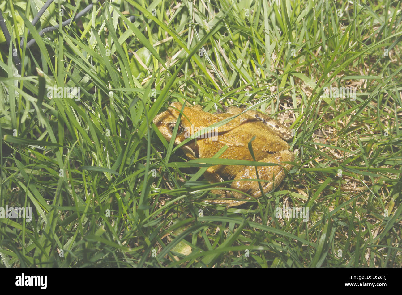 Common frog sat in grass hi-res stock photography and images - Alamy