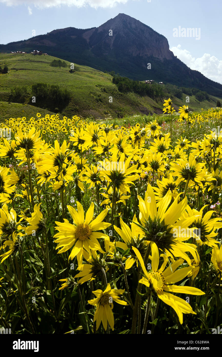 Mount sunflower hi-res stock photography and images - Alamy