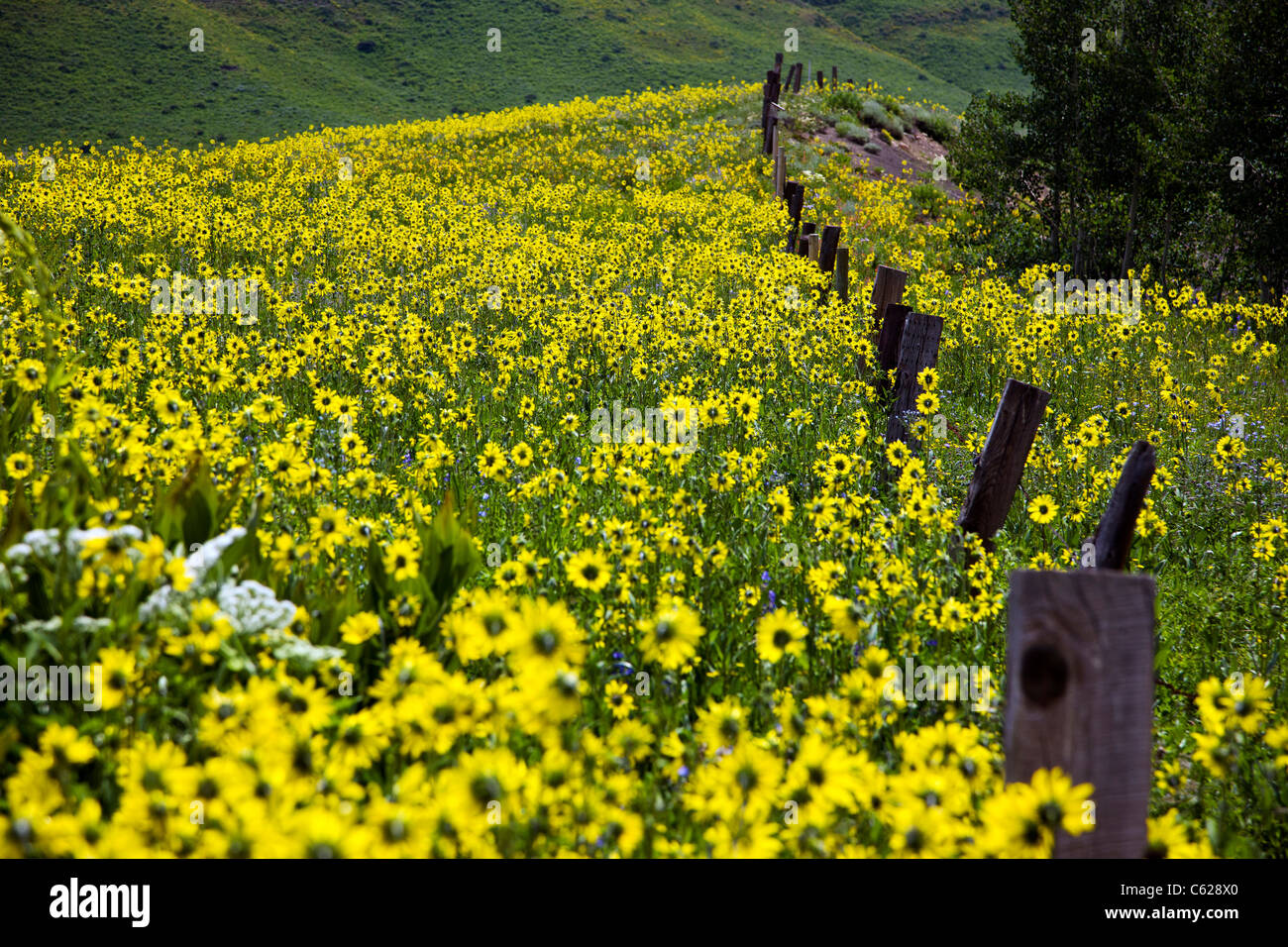 Wild Aspen Sunflowers grow in a pasture in Washington Gulch, near ...