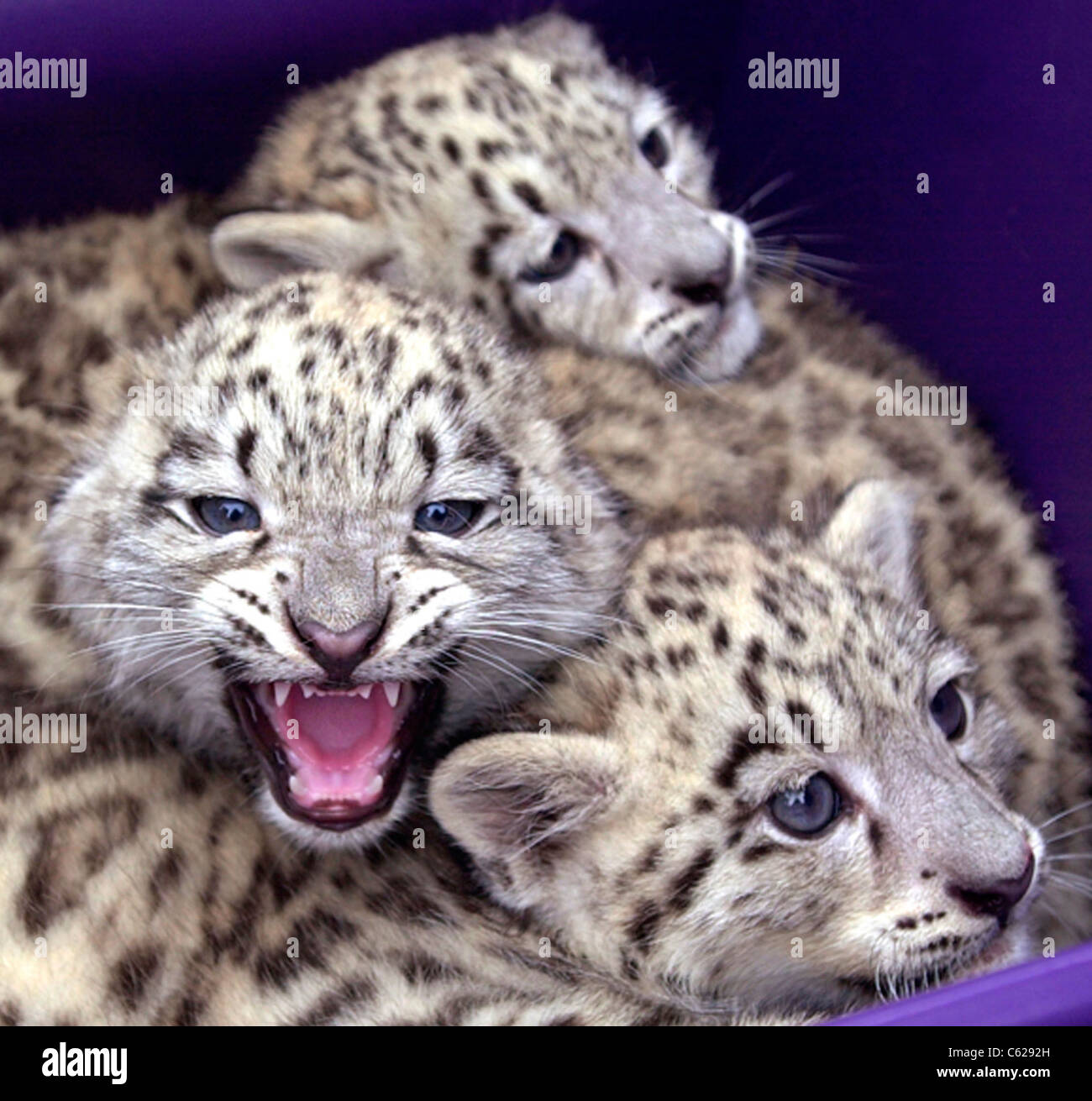 Snow leopard endangered species cubs spotted cute Stock Photo - Alamy