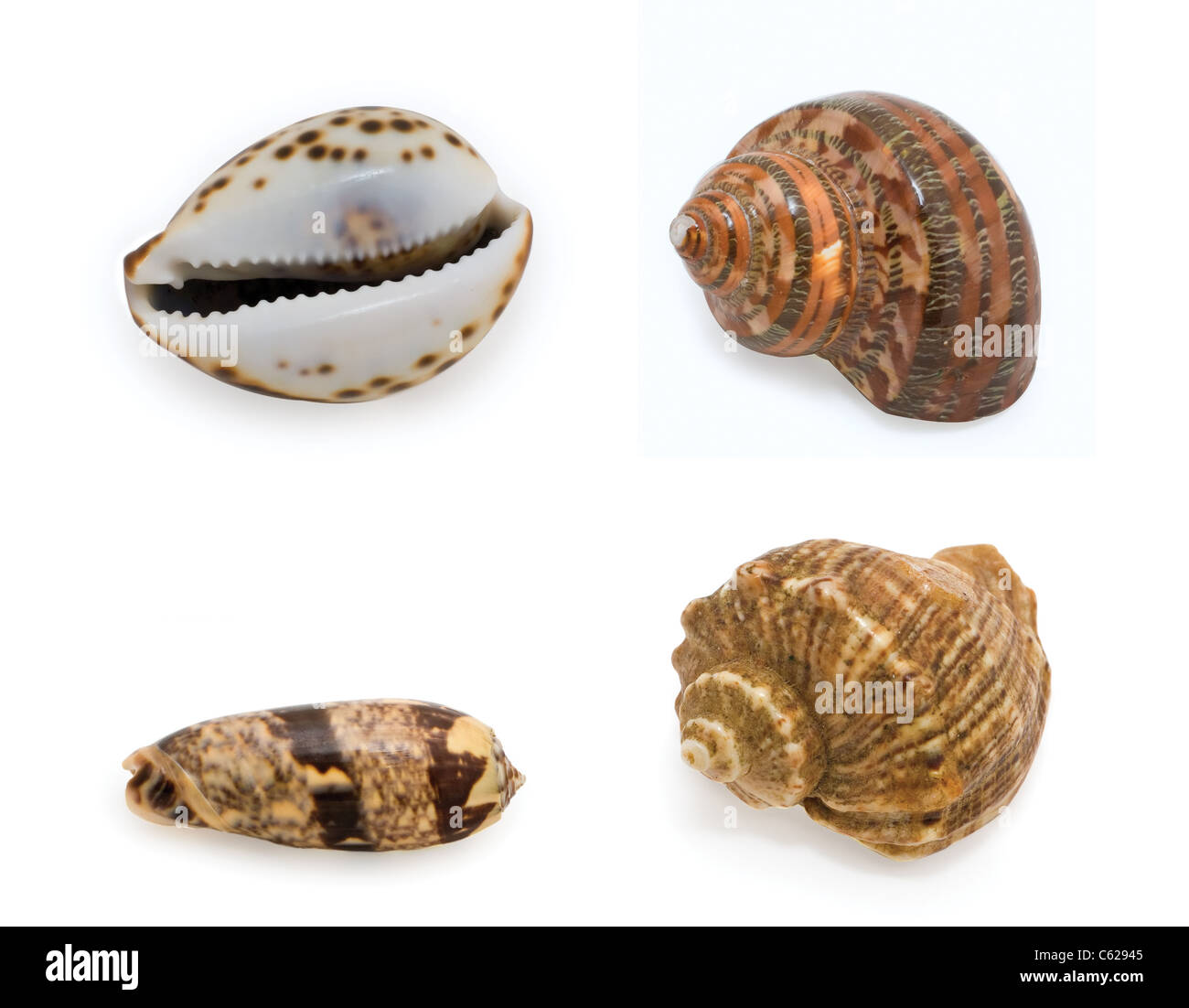 Seashell assortment hi-res stock photography and images - Alamy