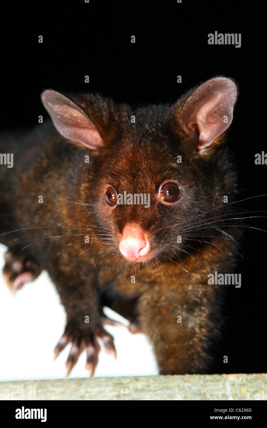 Possum at night. Colac Bay, Catlins, Southland, New Zealand ...