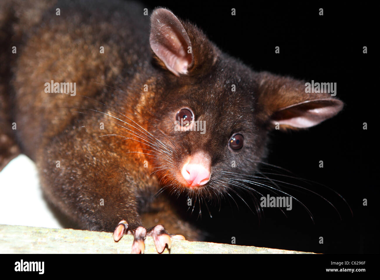 Opossum night hi-res stock photography and images - Alamy