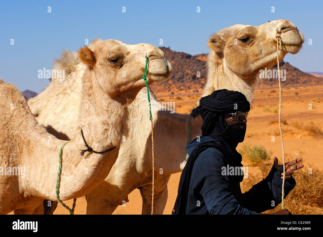 Tuareg nomade with his herd of dromedaries in the desert, Acacus ...