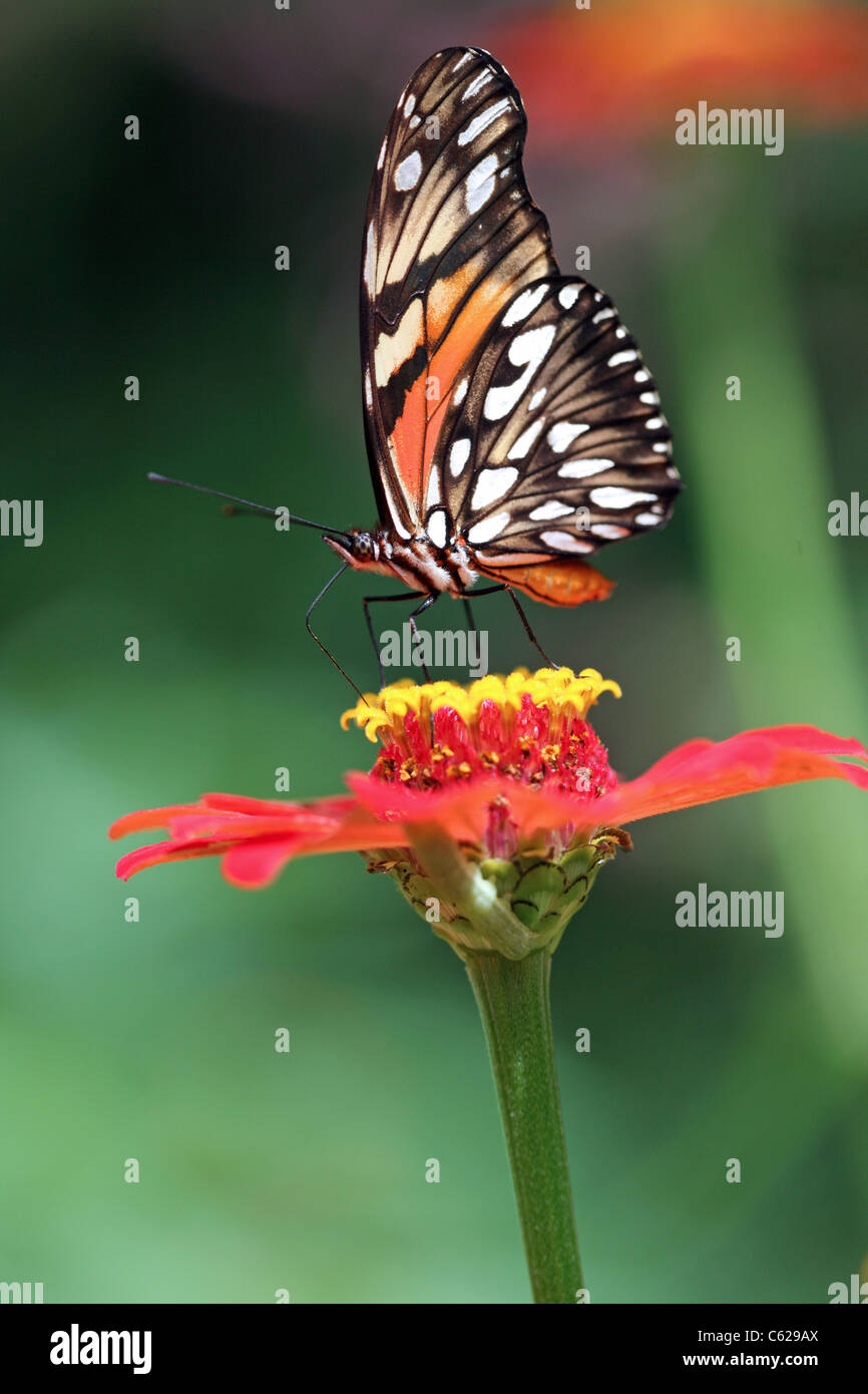 Detail of Monarch butterfly feeding on nectar from a flower. Suchitoto ...