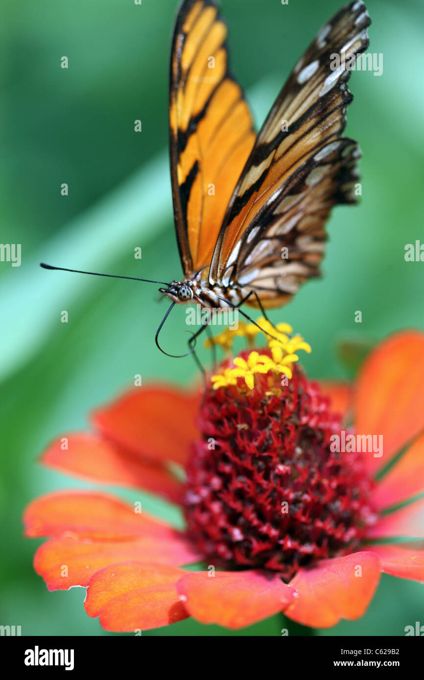 Detail of Monarch butterfly feeding on nectar from a flower Stock Photo ...