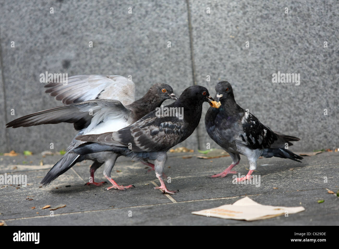 Squabbling hi-res stock photography and images - Alamy