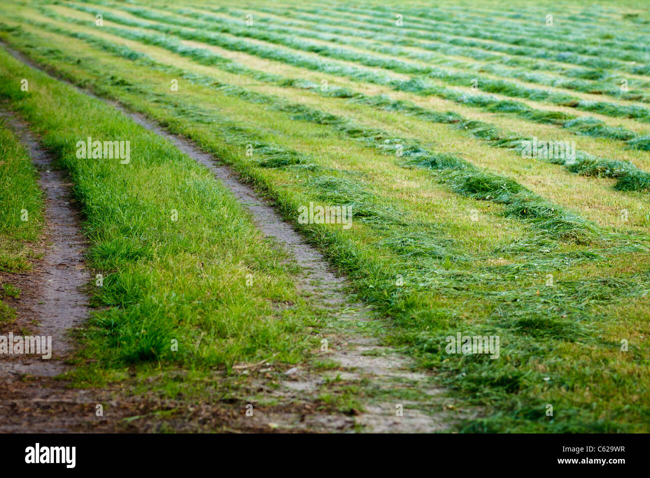Haymaking meadow hi-res stock photography and images - Alamy