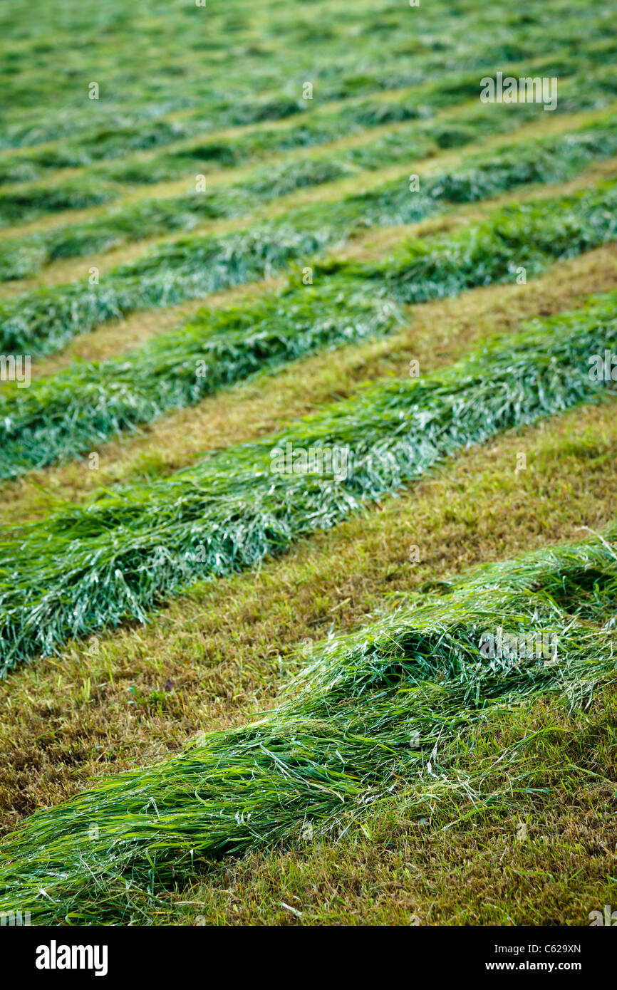 Cutting grass in field at summer Stock Photo - Alamy