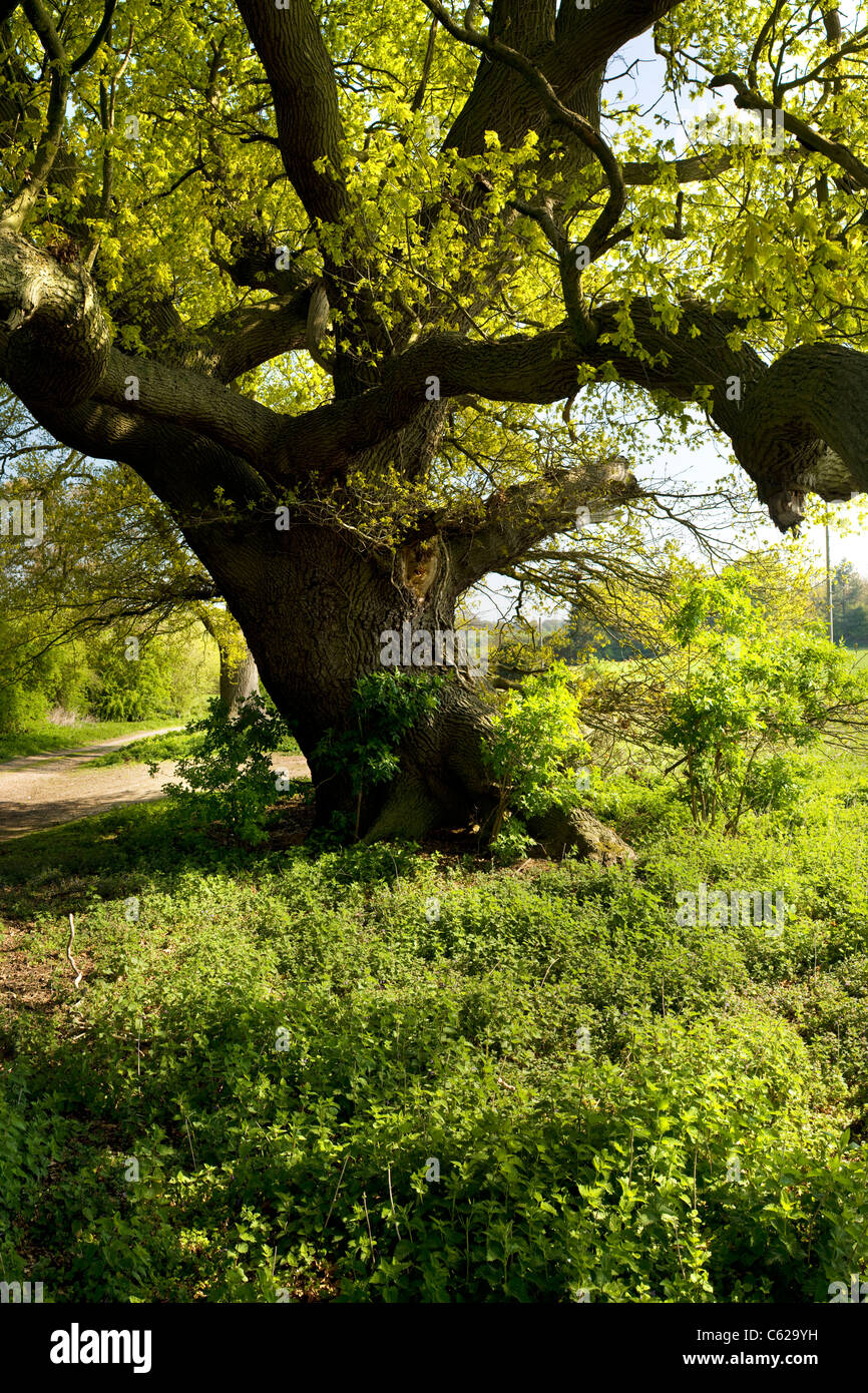 Mighty oak tree uk hi-res stock photography and images - Alamy