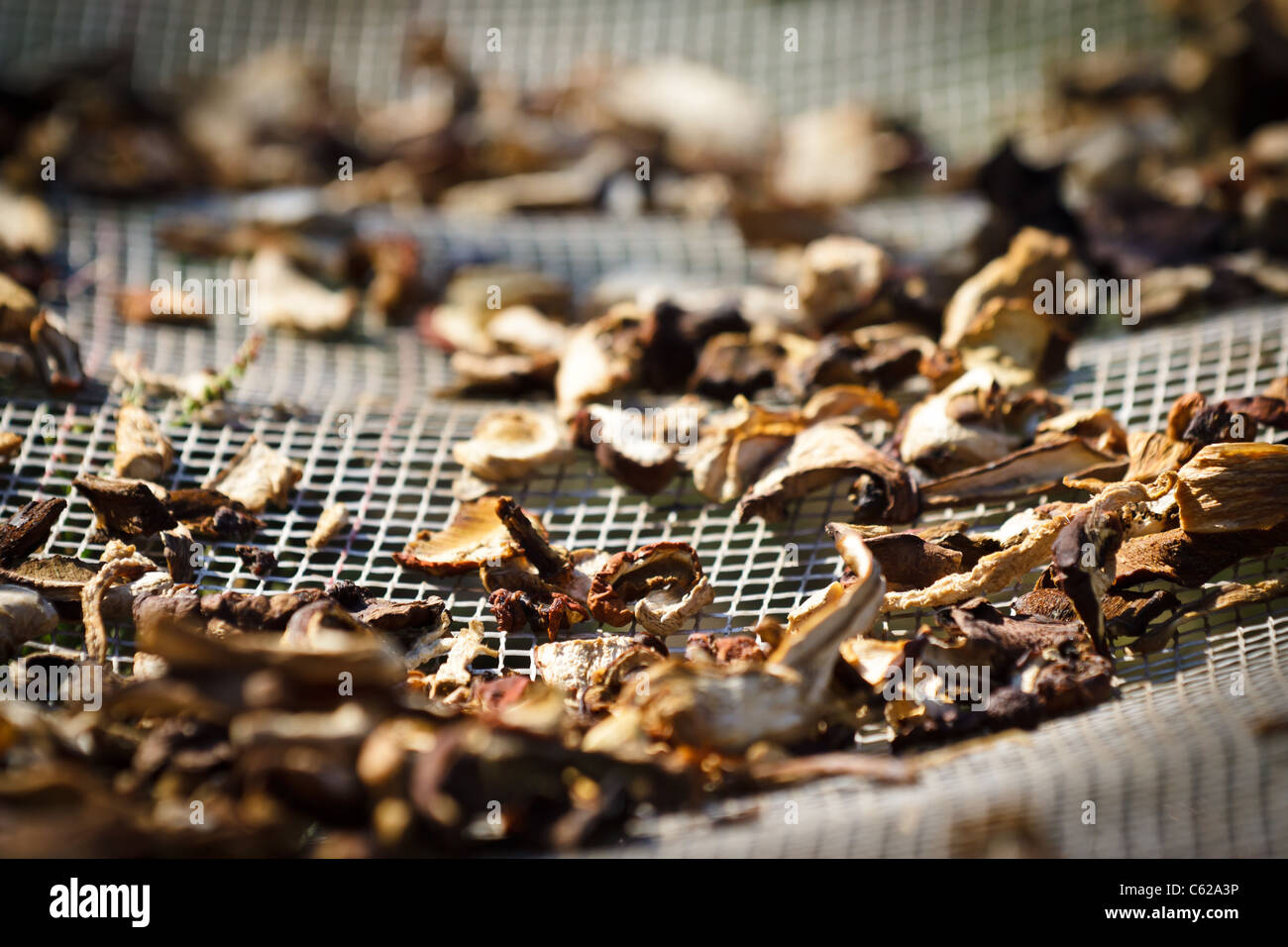 Dried mushroom in the sun Stock Photo - Alamy