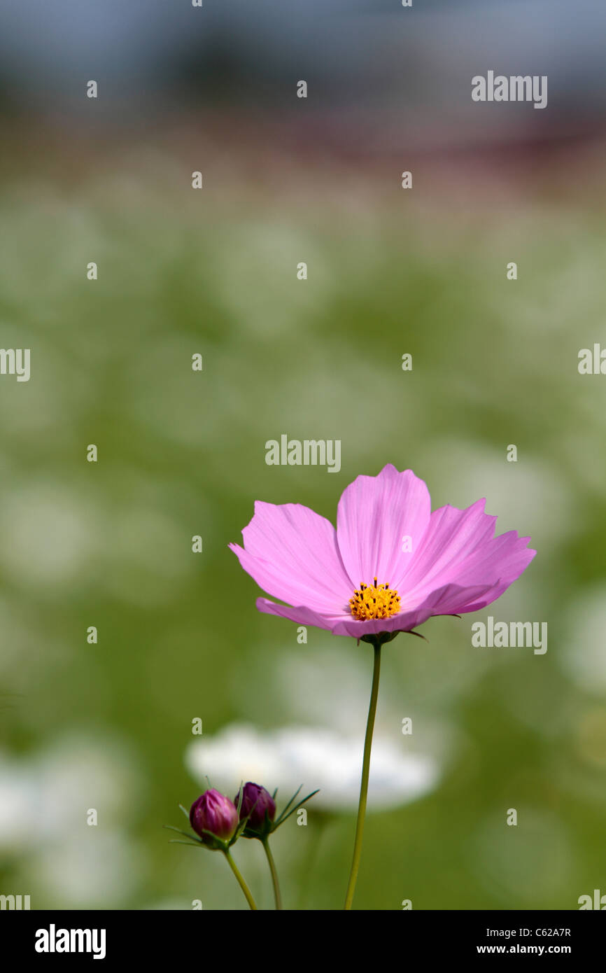 White and pink Cosmos Stock Photo - Alamy