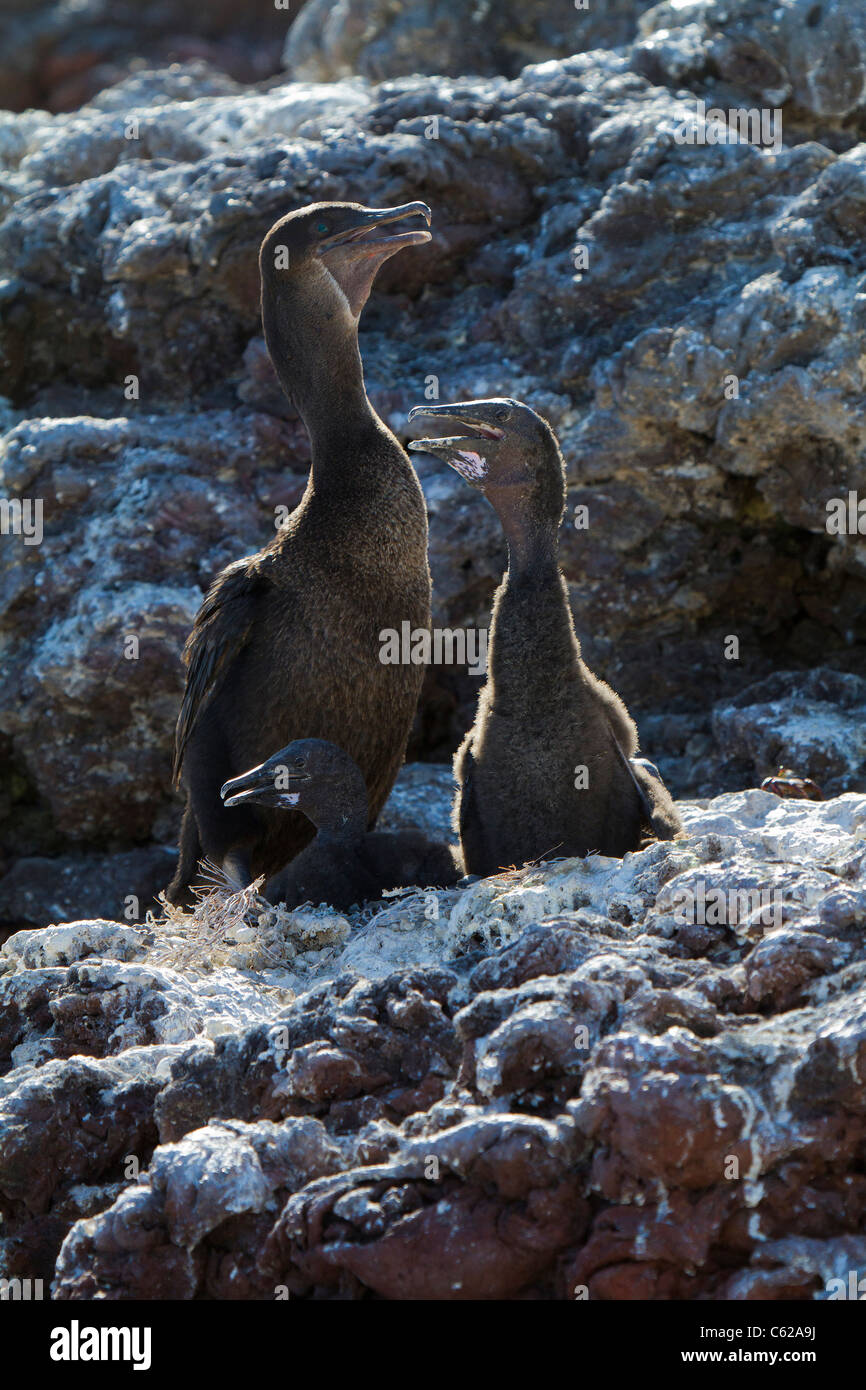 Cormorant and chicks hi-res stock photography and images - Alamy