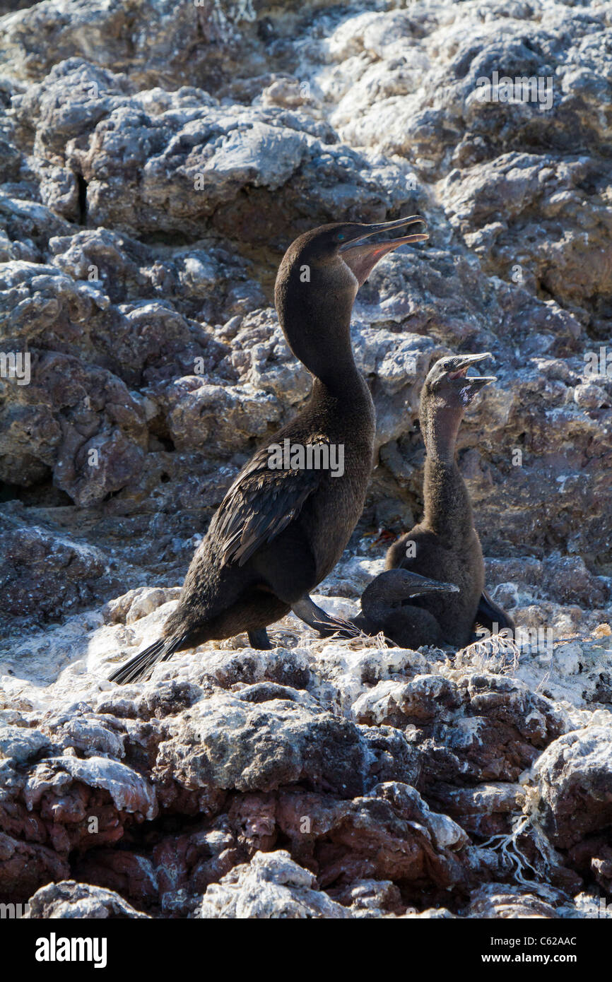 Cormorant and chicks hi-res stock photography and images - Alamy