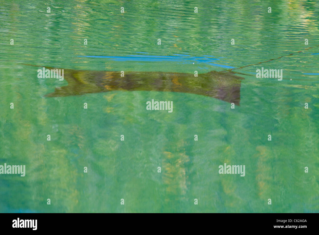 Elizabeth ray hi-res stock photography and images - Alamy