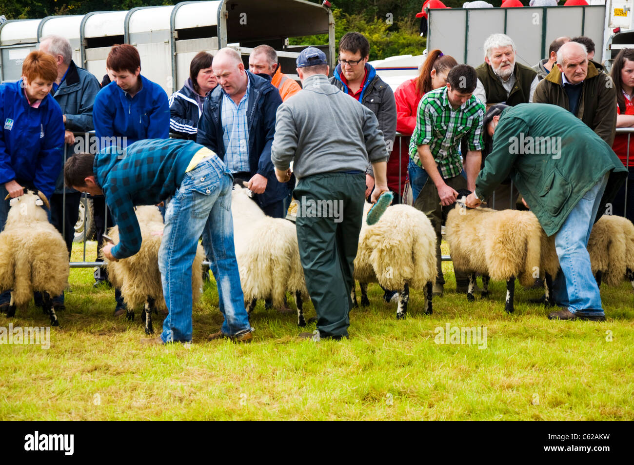 Competitors at the Ardara Agricultural show prepare sheep for judging ...