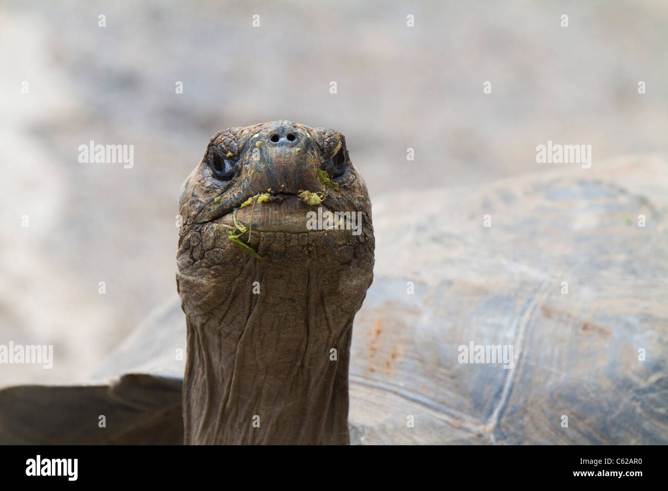 Close-up of a giant Galapagos tortoise, Isabella Island, Galapagos ...