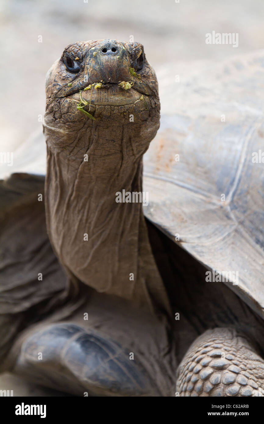 Close-up of a giant Galapagos tortoise eating, Isabella Island ...