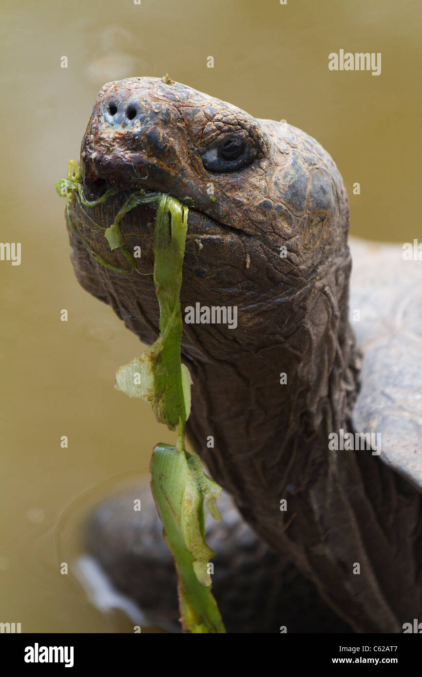 Close-up portrait of a Giant Galapagos tortoise, Isabella Island ...