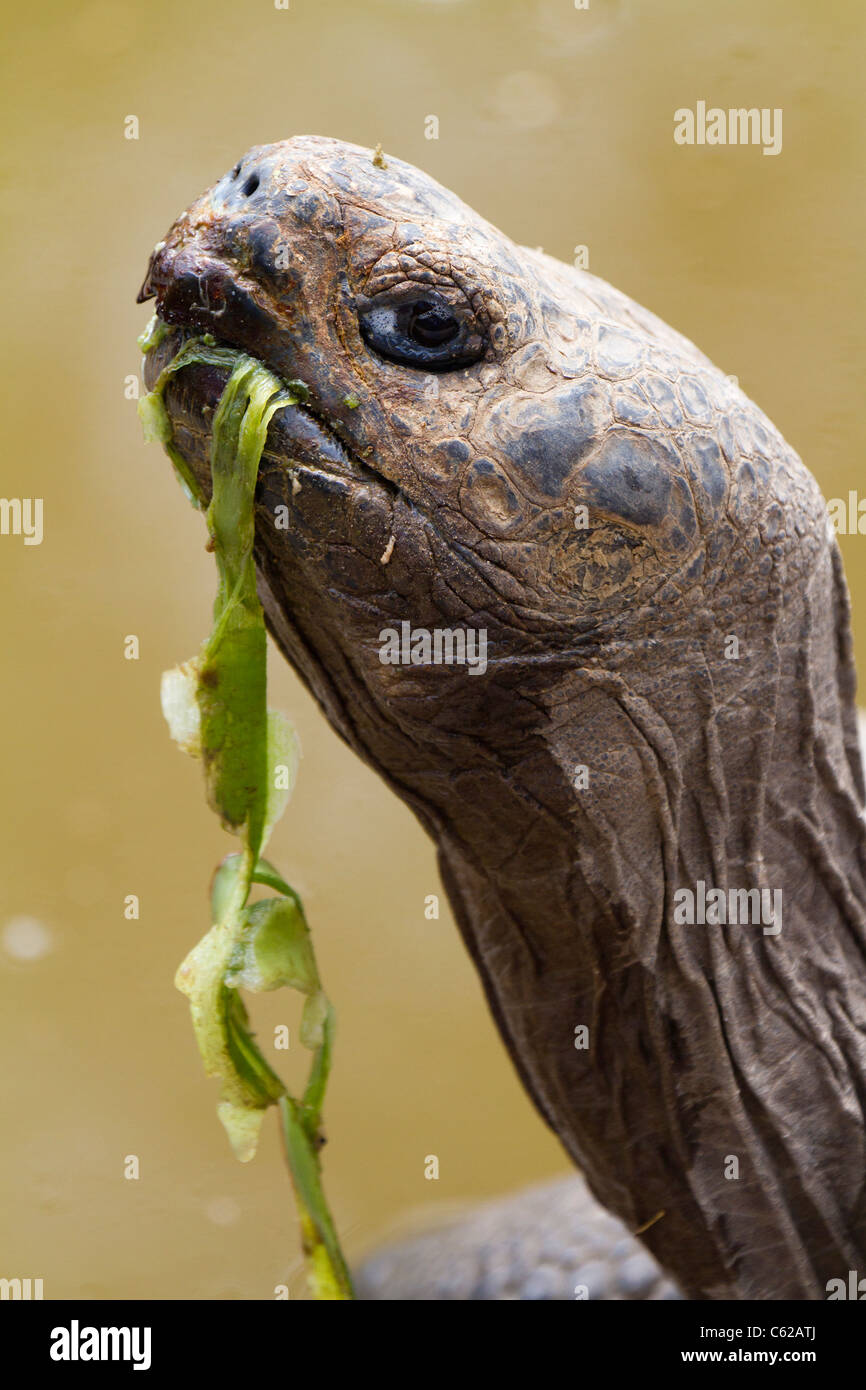 Close-up portrait of a Giant Galapagos tortoise, Isabella Island ...