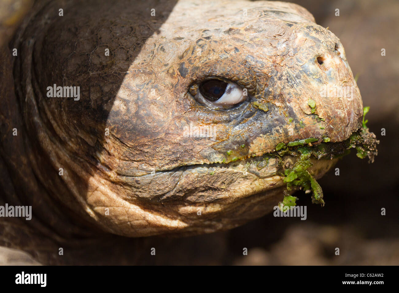 Close-up portrait of a Giant Galapagos tortoise, Isabella Island ...