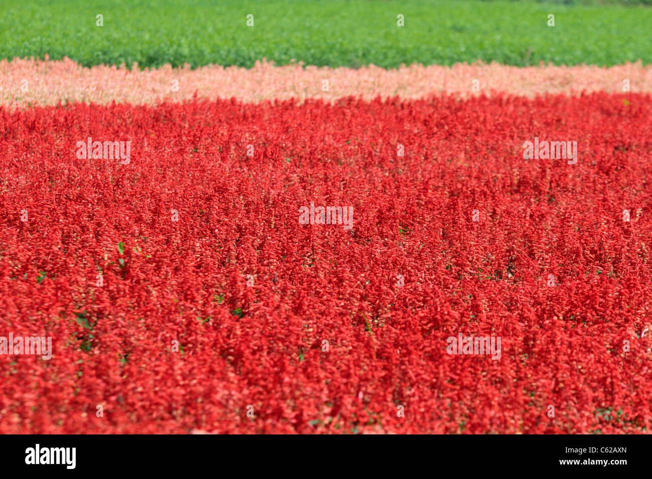 Salavia hi-res stock photography and images - Alamy