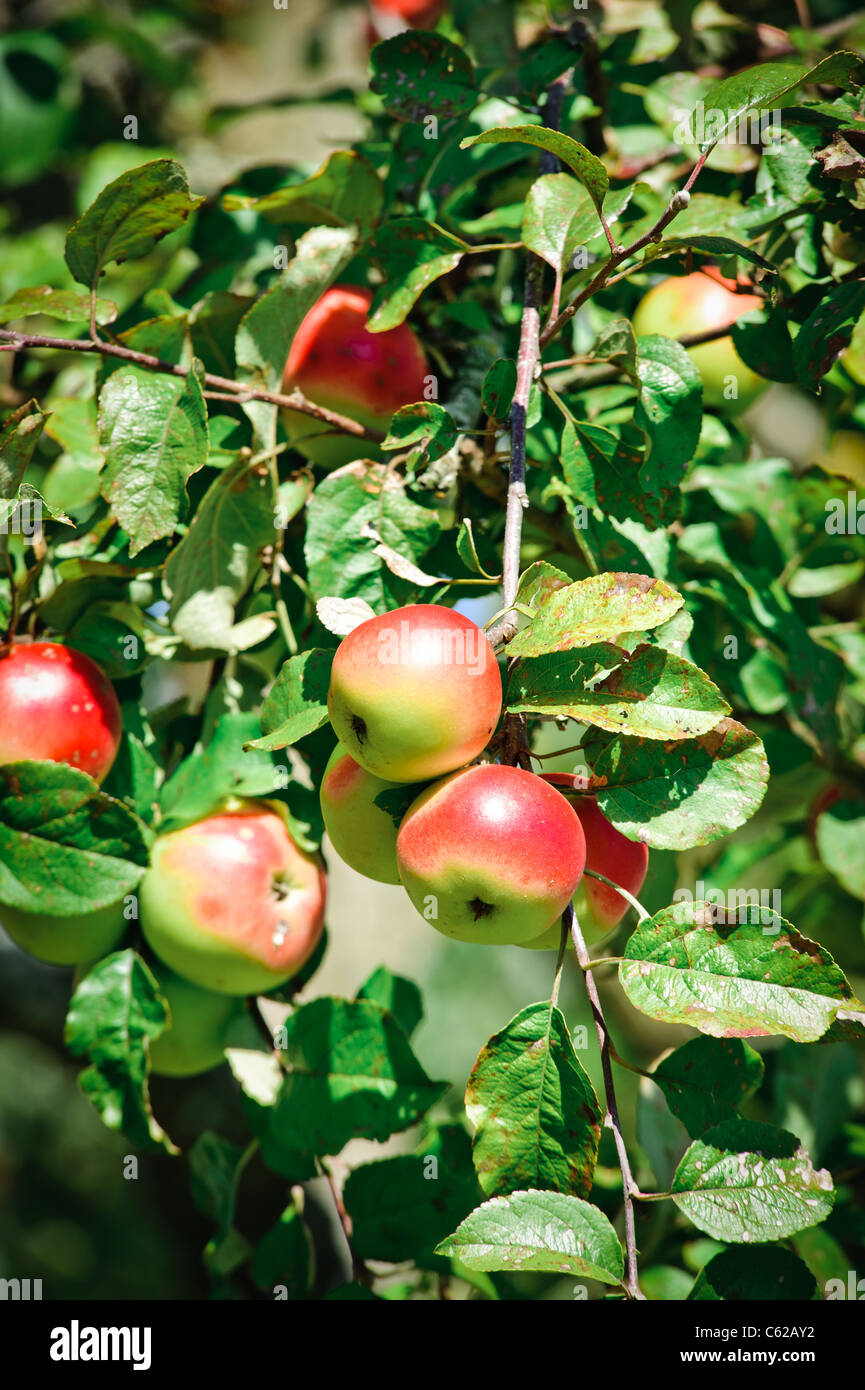 Close up of red apples on a branch Stock Photo - Alamy