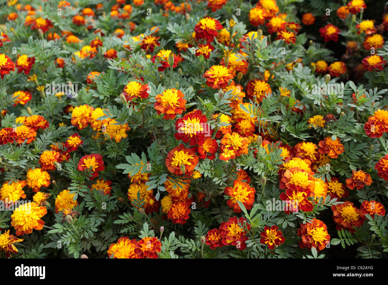 Tagetes patula hi-res stock photography and images - Alamy