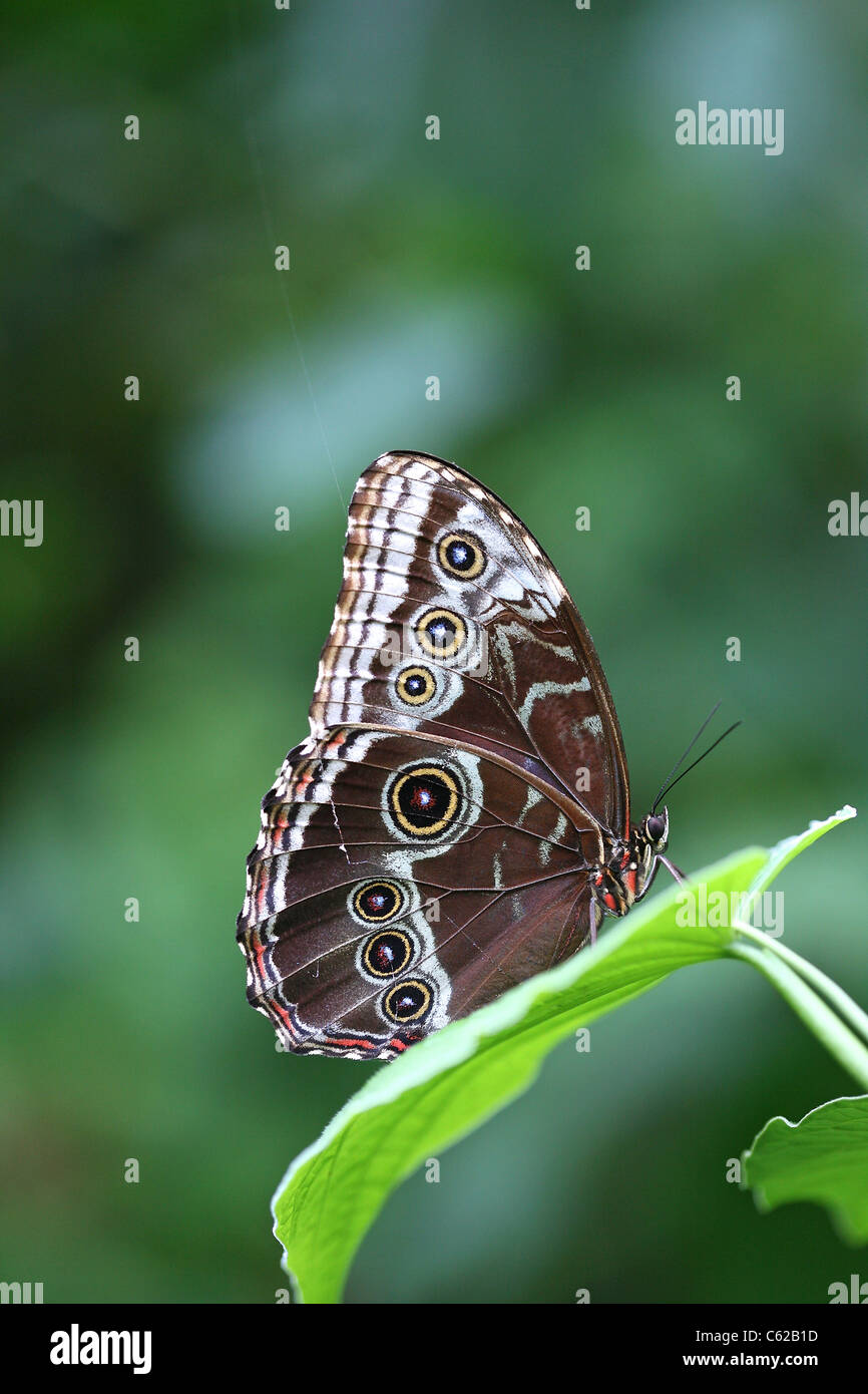 Blue morpho on a plant leaf hi-res stock photography and images - Alamy