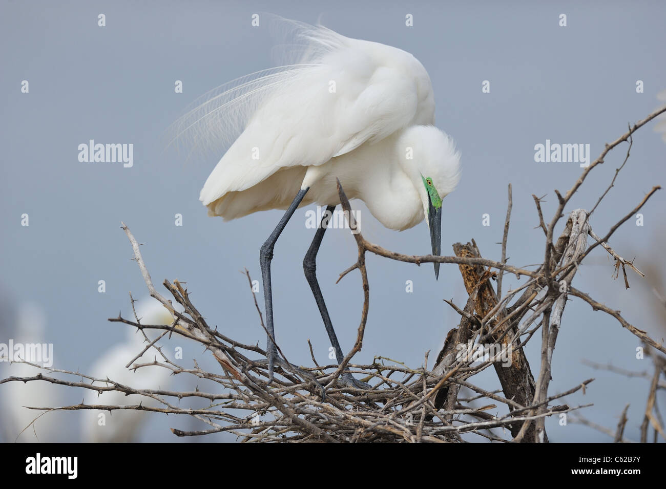 Intermediate egret - Yellow-billed egret (Egretta intermedia - Ardea ...