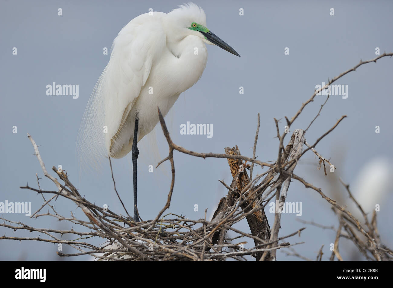 Intermediate egret - Yellow-billed egret (Egretta intermedia - Ardea ...