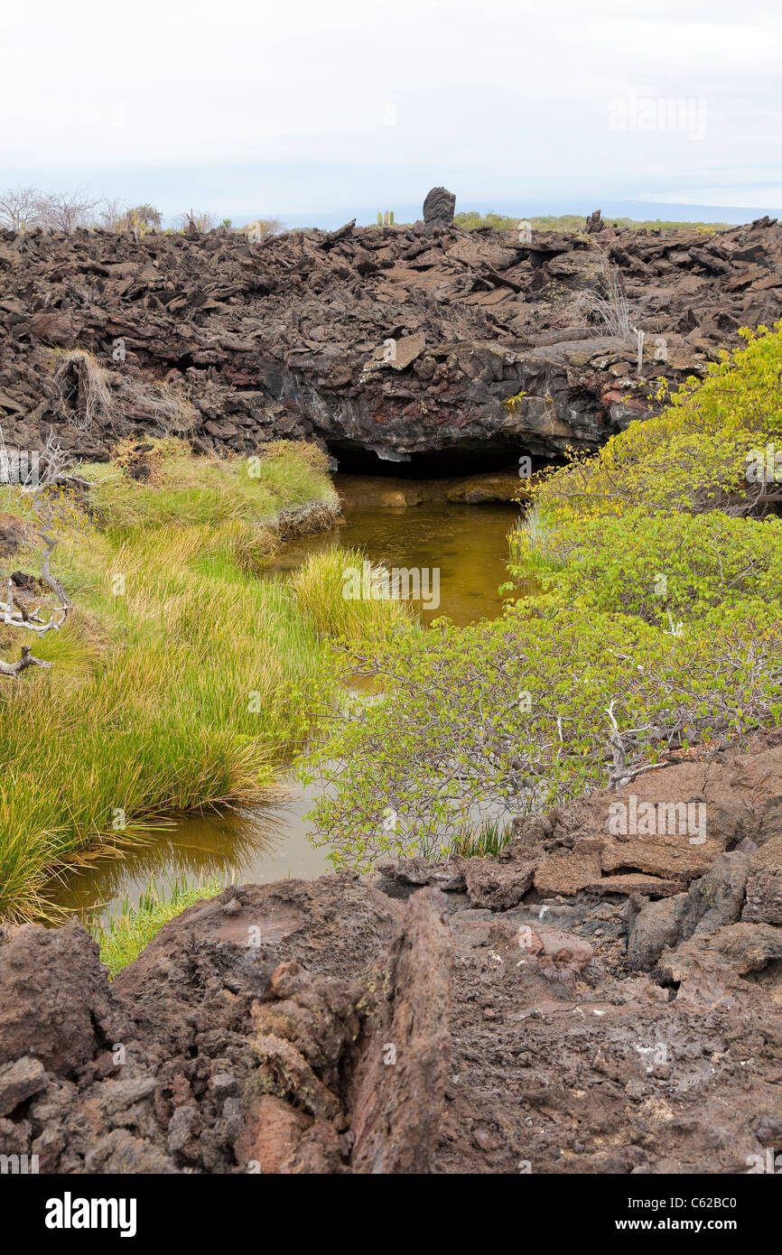 Salt water lagoon at Sierra Negra, Isabela Island, Galapagos Stock ...