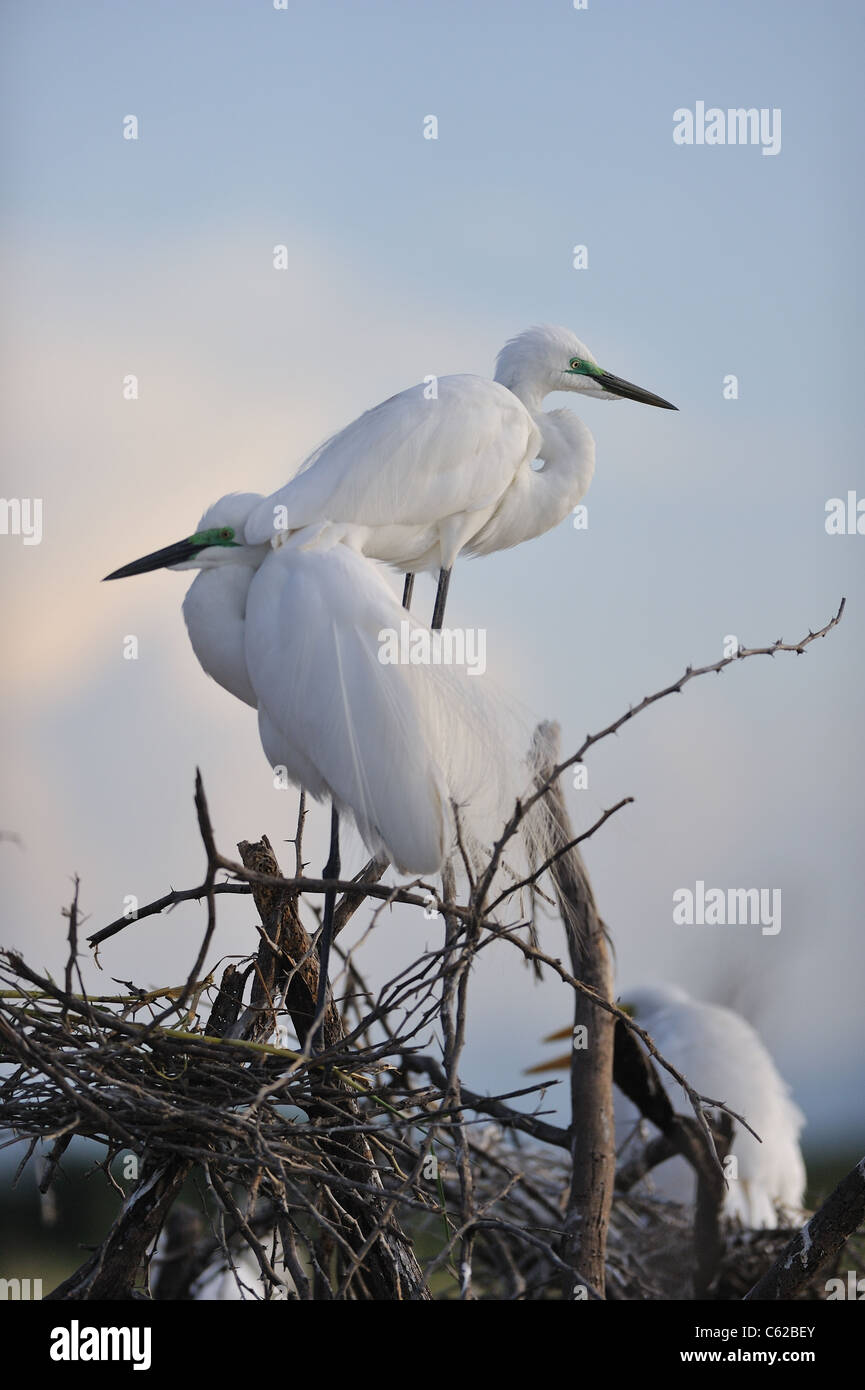 Intermediate egret - Yellow-billed egret (Egretta intermedia - Ardea ...