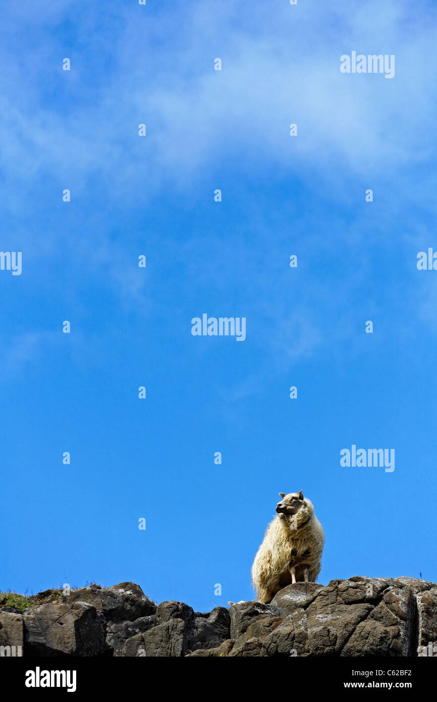 Sheep on rocks hi-res stock photography and images - Alamy