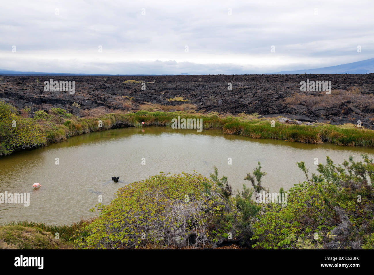 Flamingos in a salt-water lagoon, Sierra Negra, Isabela Island ...