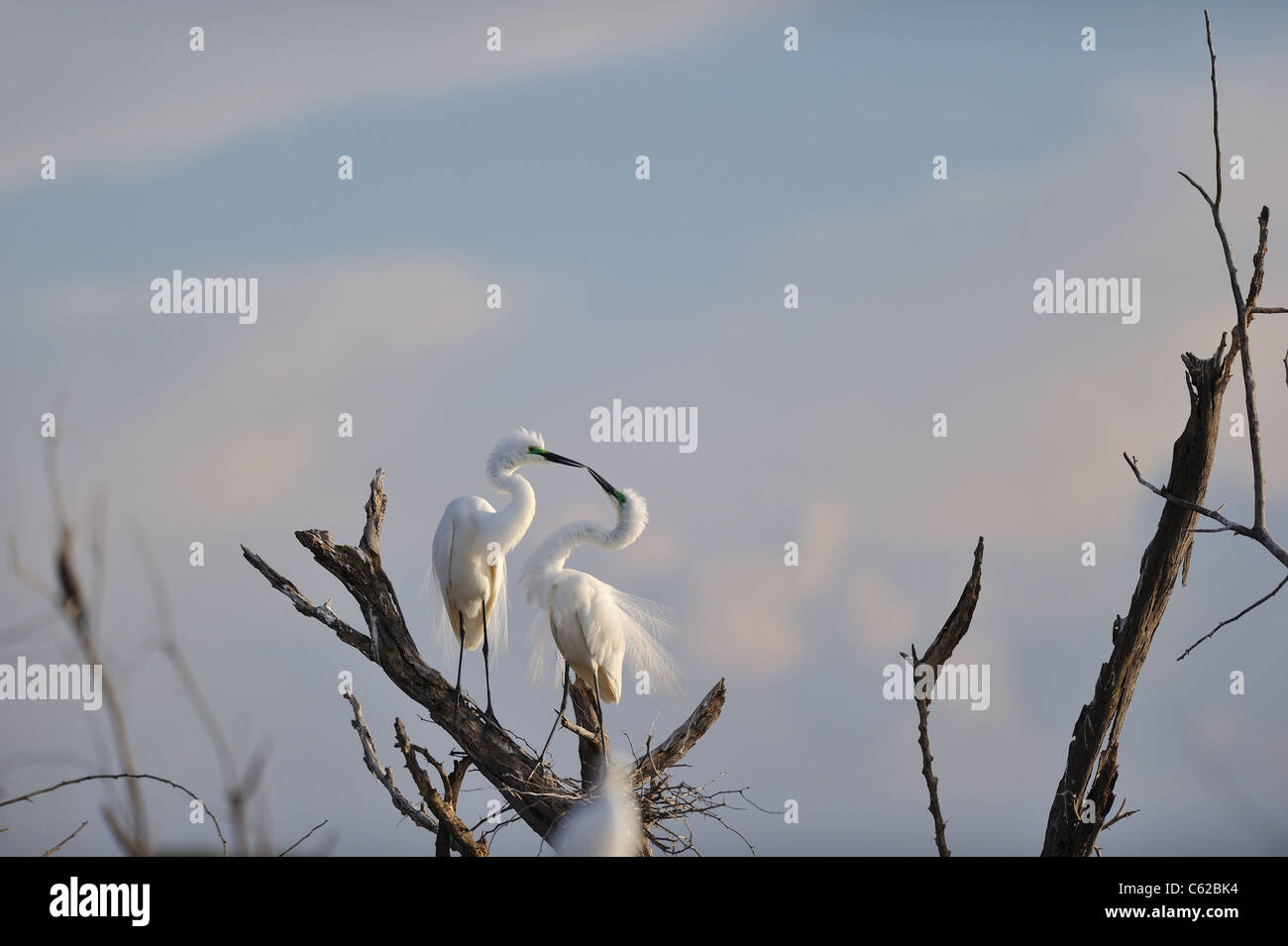 Intermediate egret - Yellow-billed egret (Egretta intermedia - Ardea ...