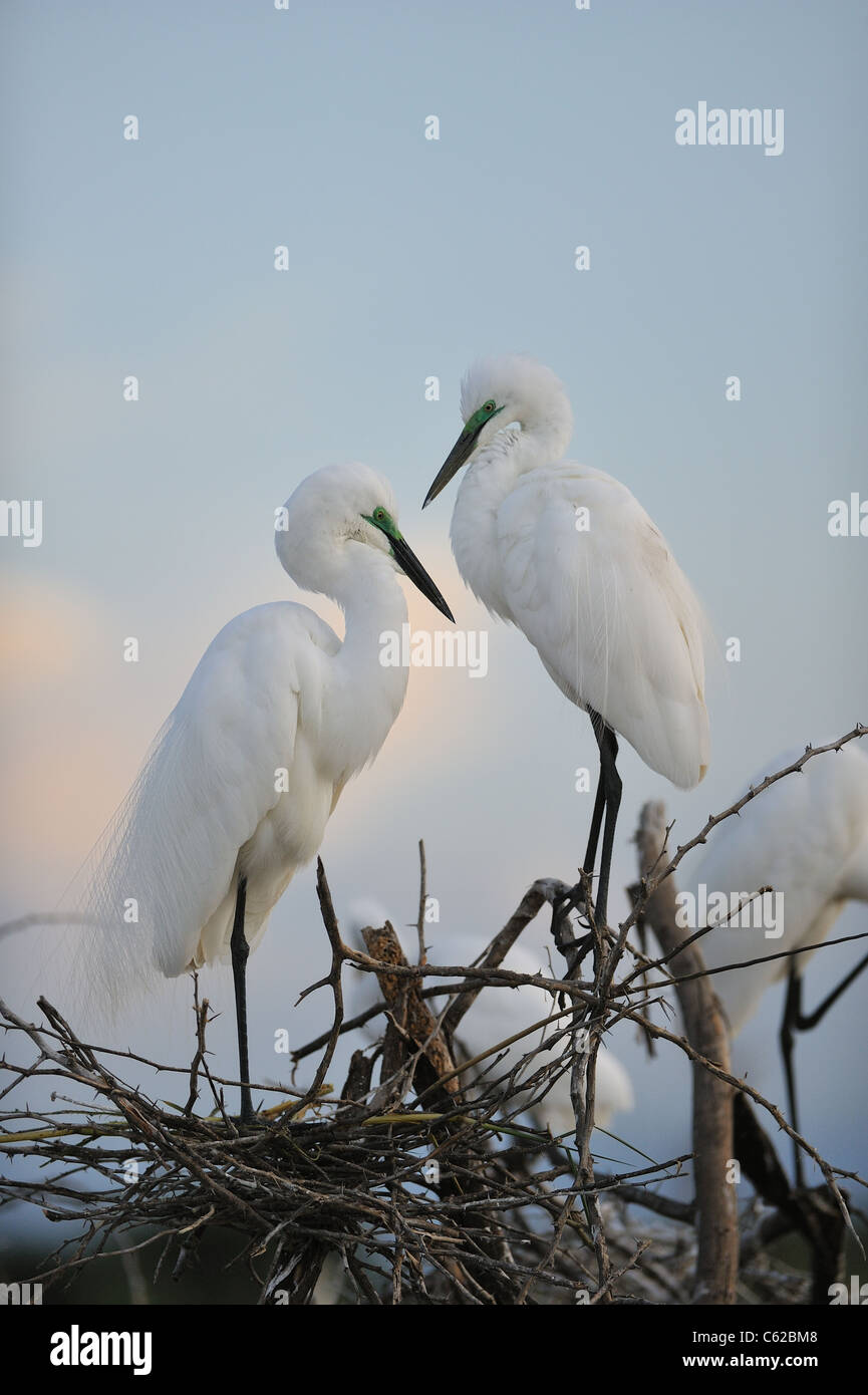 Intermediate egret - Yellow-billed egret (Egretta intermedia - Ardea ...