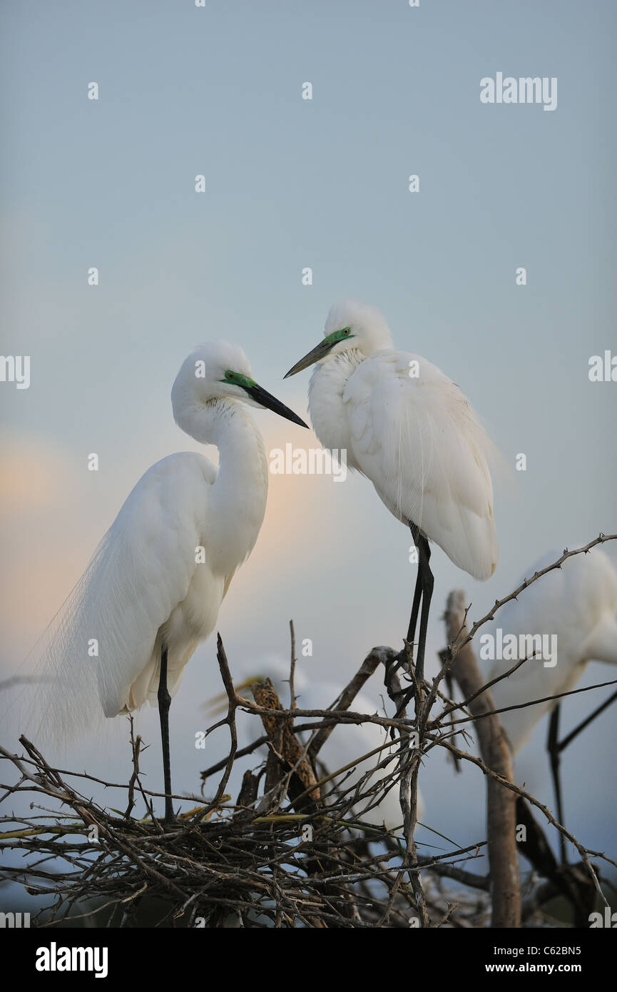 Intermediate egret - Yellow-billed egret (Egretta intermedia - Ardea ...