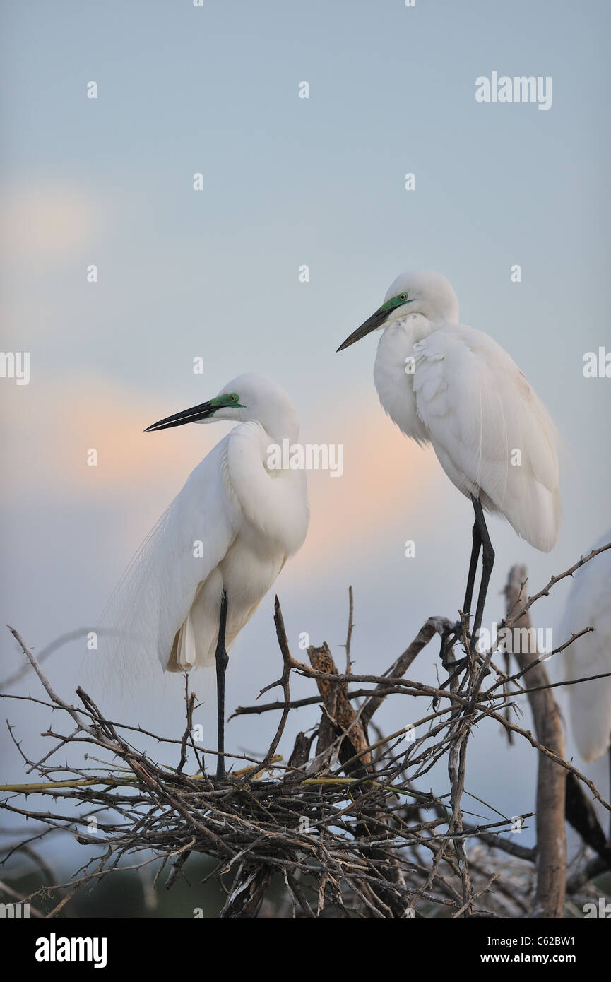 Intermediate egret - Yellow-billed egret (Egretta intermedia - Ardea ...