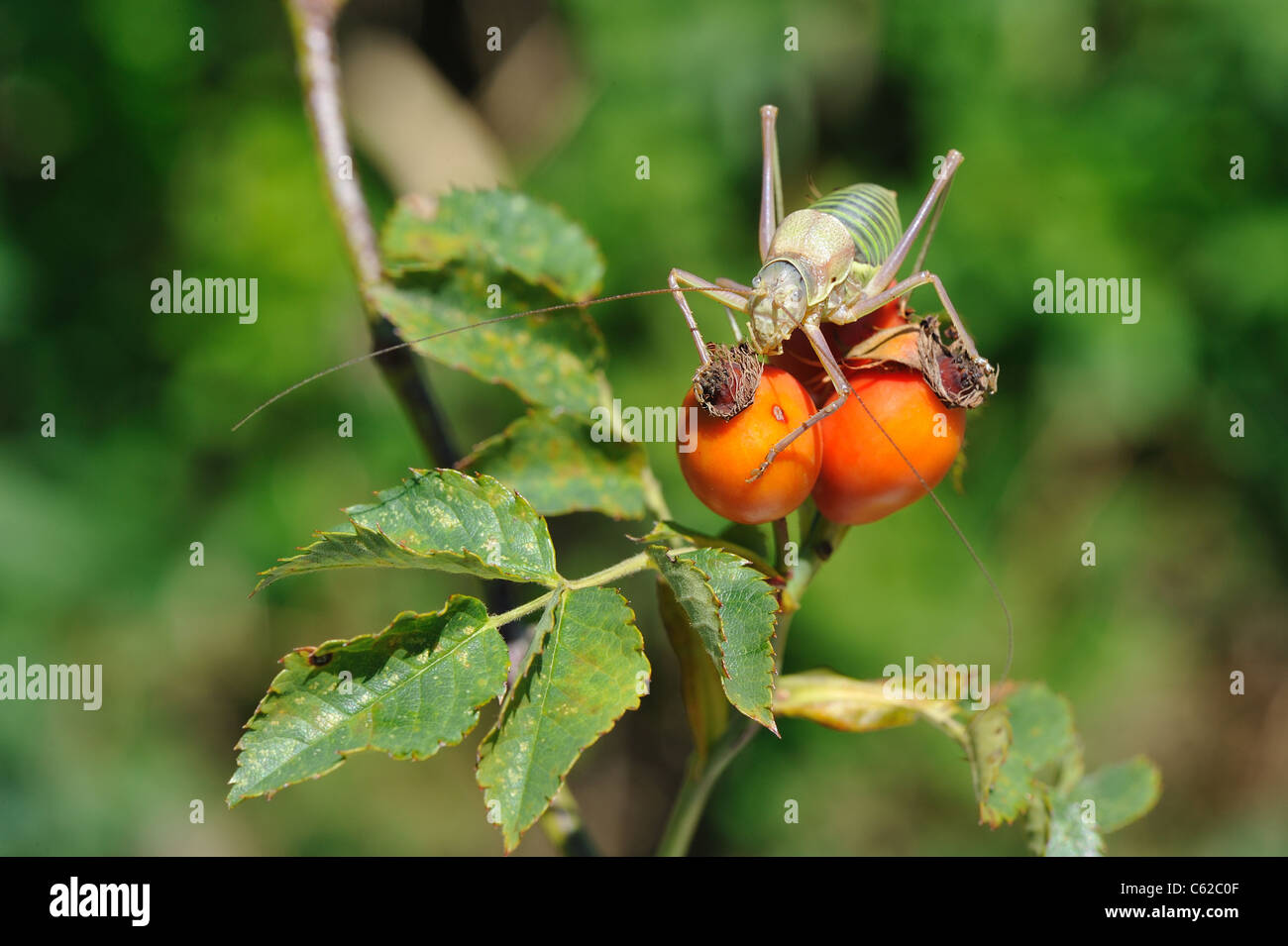 Mediterranean katydid - Saddle-backed bushcricket (Ephippiger ...