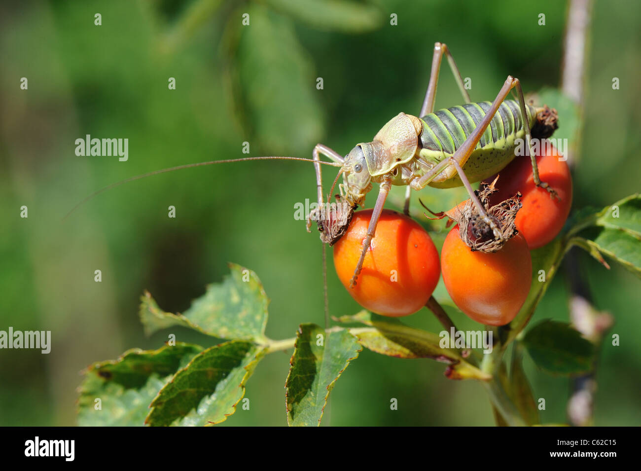 Mediterranean katydid - Saddle-backed bushcricket (Ephippiger ...