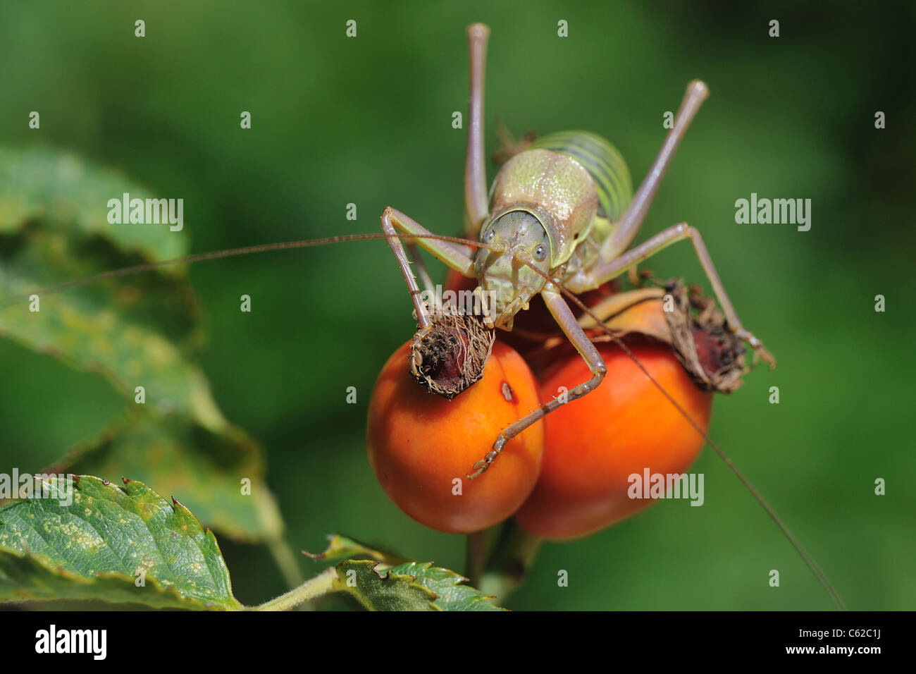 Mediterranean katydid - Saddle-backed bushcricket (Ephippiger ...